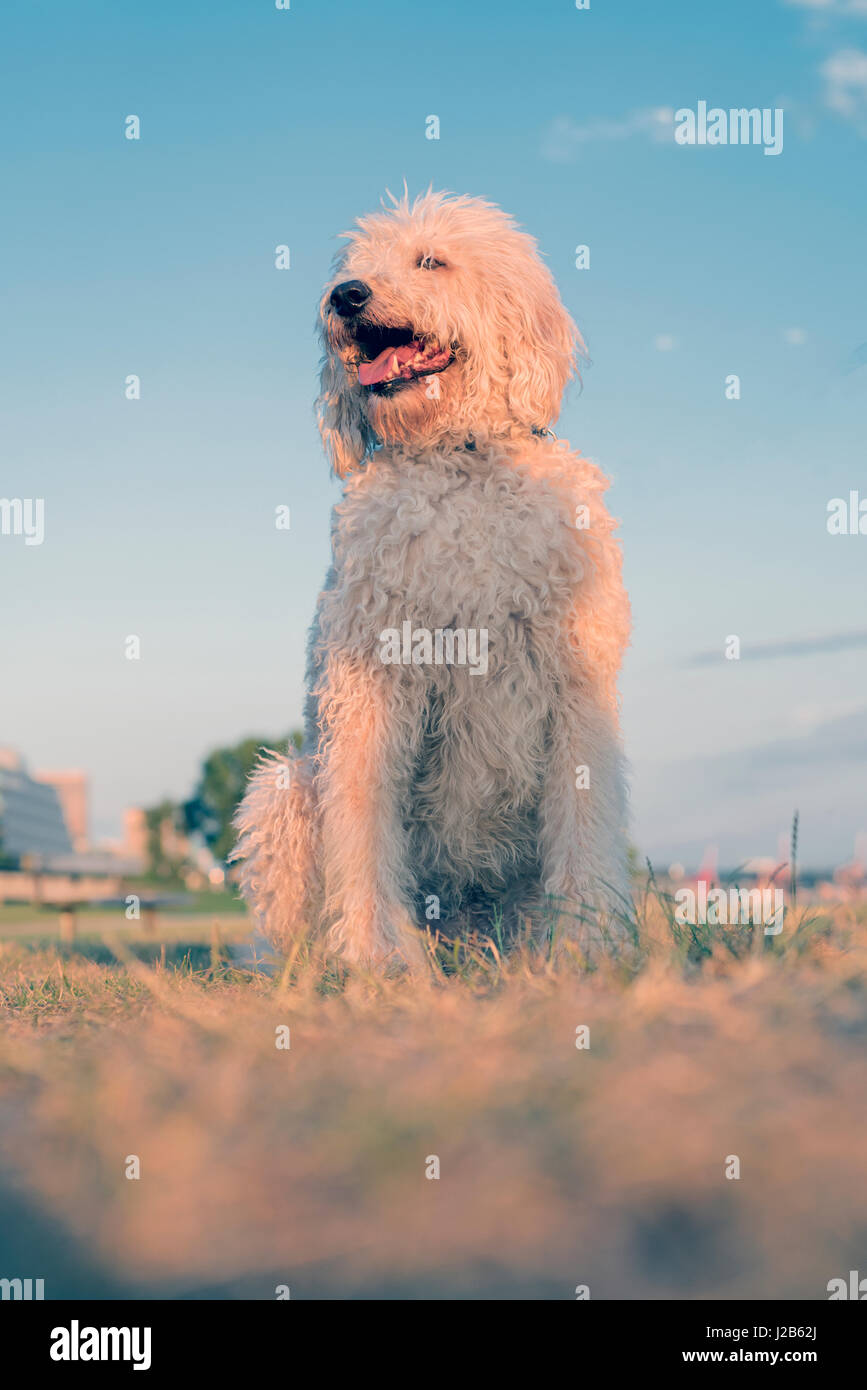 Handsome doodle sitting for picture outside Stock Photo - Alamy