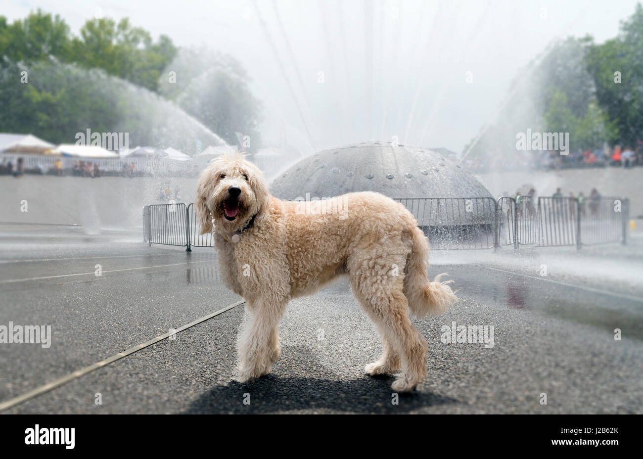Labradoodle playing in fountain Stock Photo - Alamy