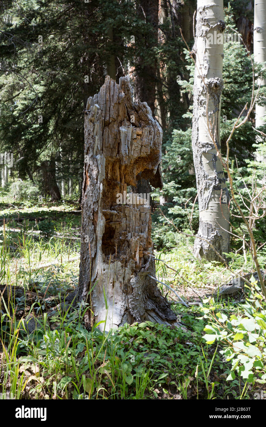 Decaying old tree in a forest Stock Photo - Alamy