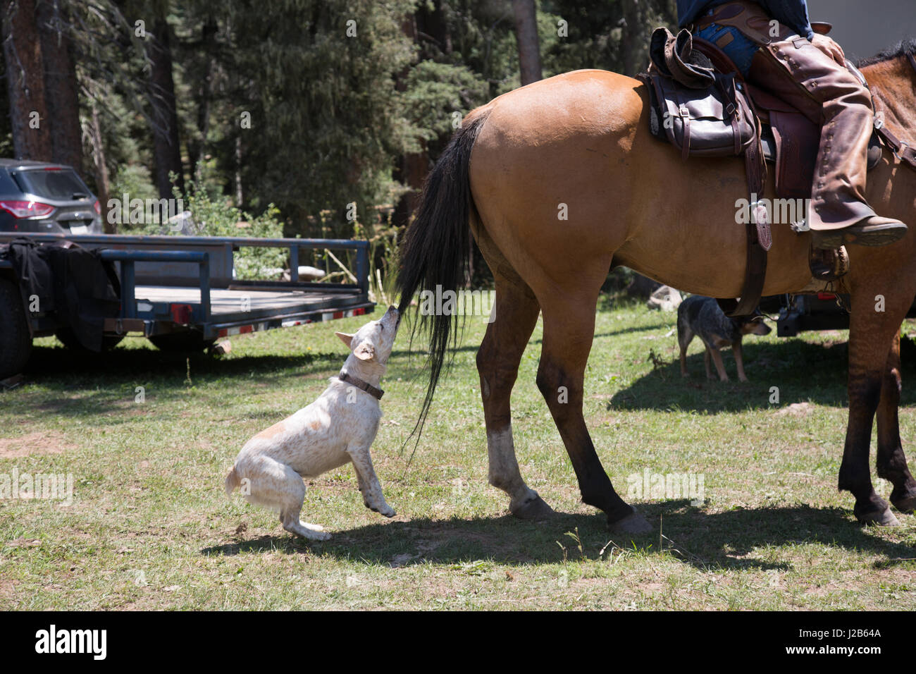 English Mastiff By A Horse