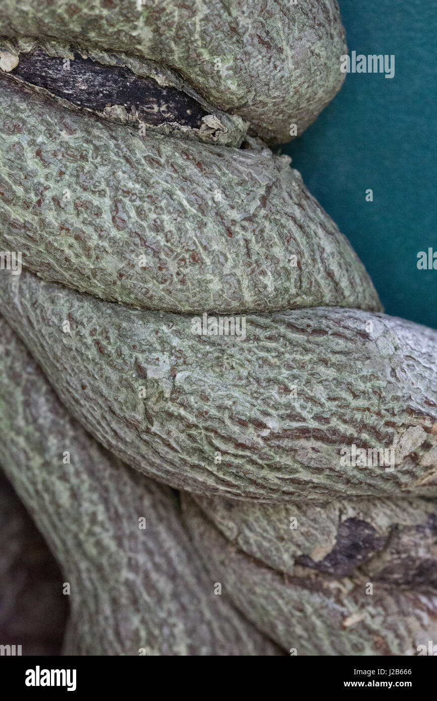 Twisted tree trunks Stock Photo - Alamy