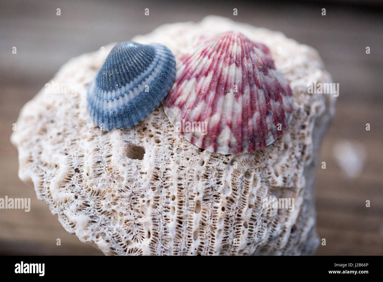 Sea Shells and Coral Stock Photo - Alamy