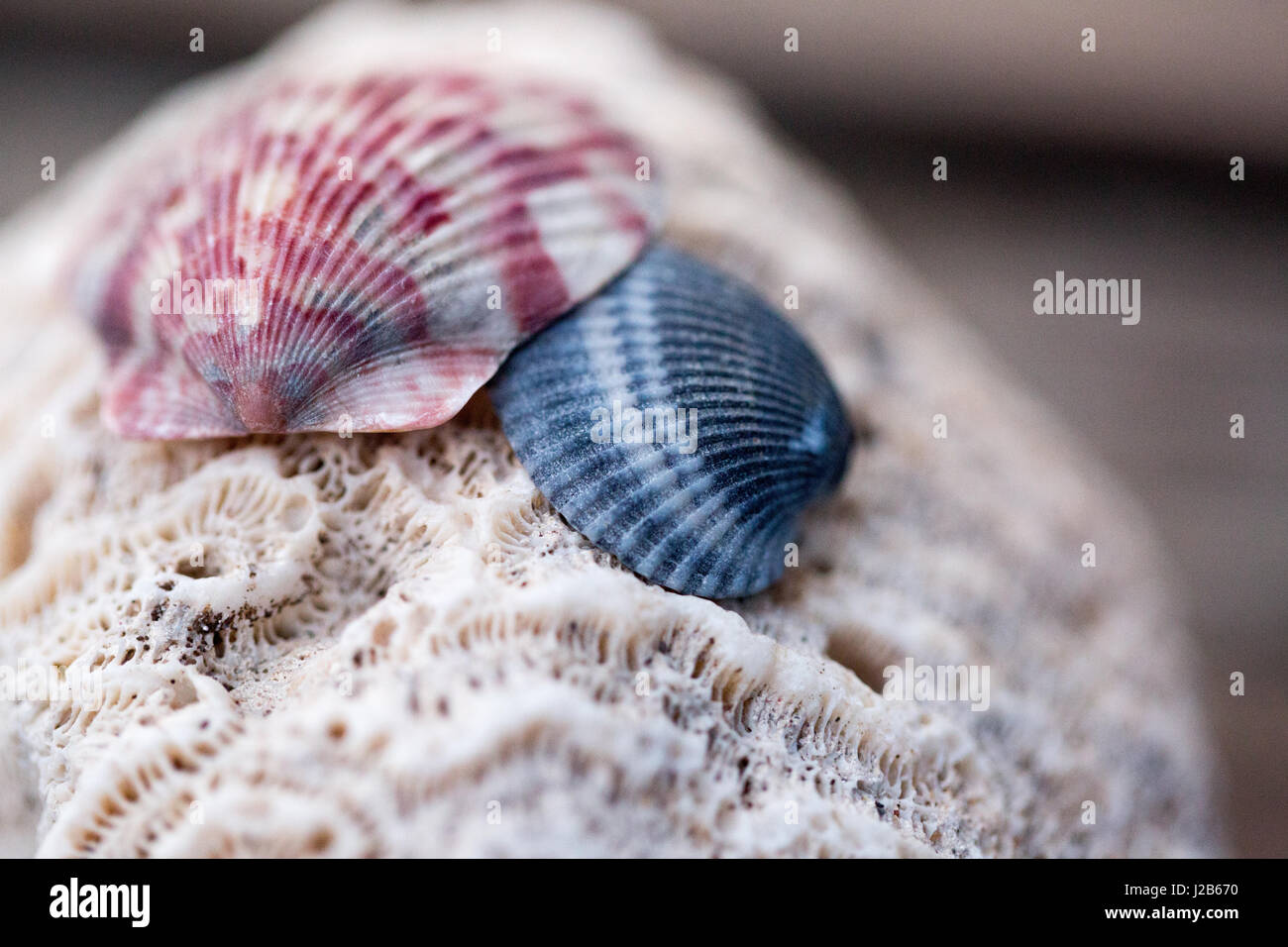 Sea Shells and Coral Stock Photo - Alamy