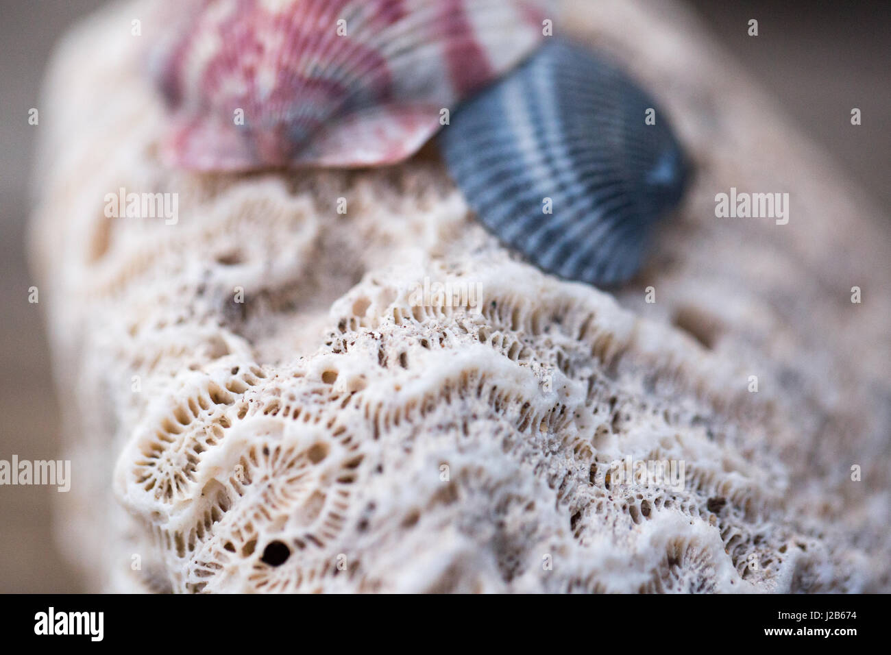 Sea Shells and Coral Stock Photo - Alamy