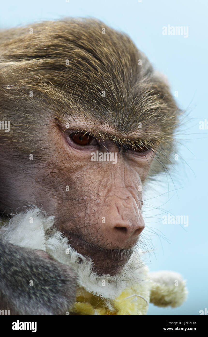 Sad little animal hi-res stock photography and images - Alamy