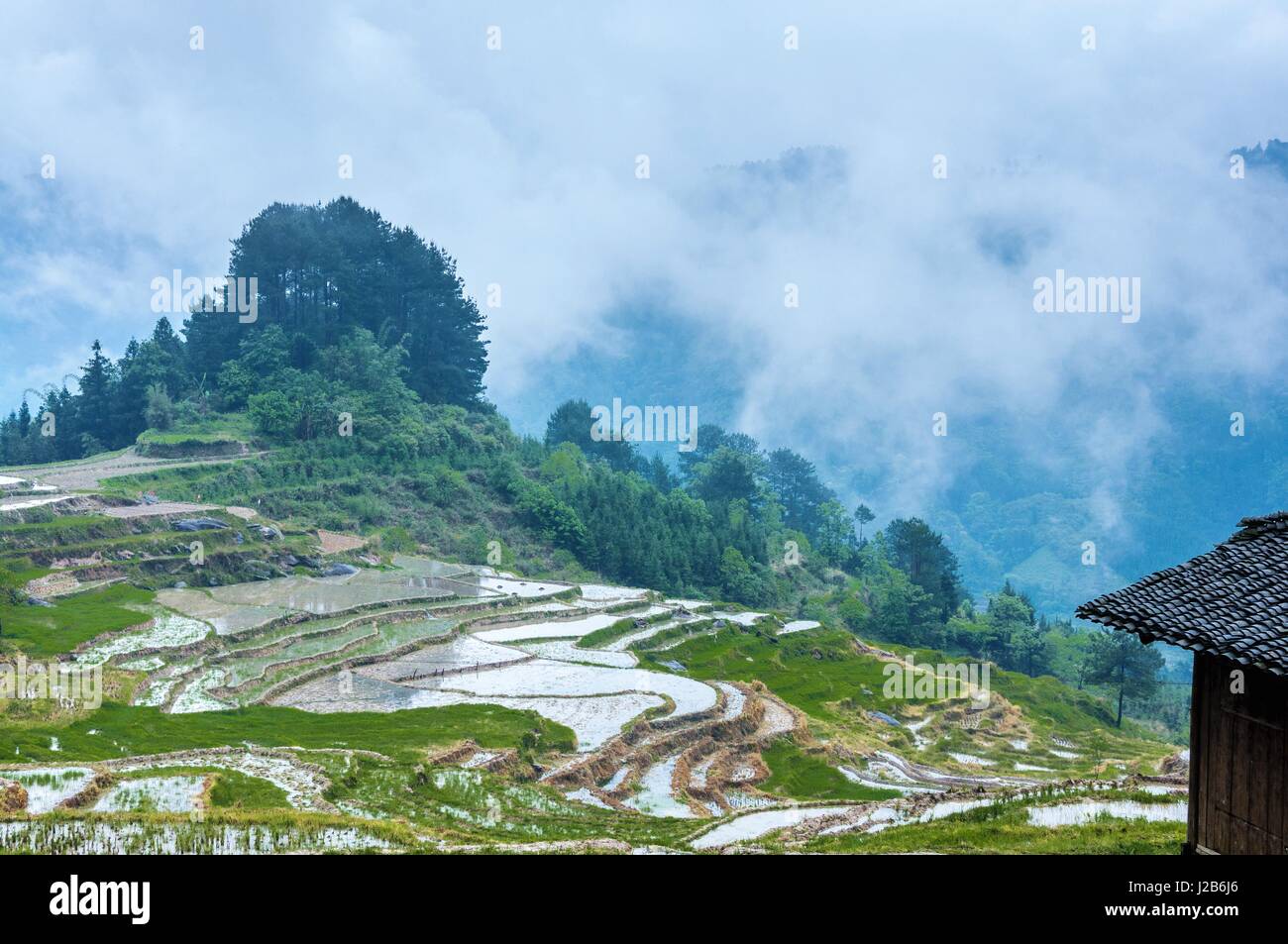 Colorful terraced fields scenery in spring Stock Photo - Alamy