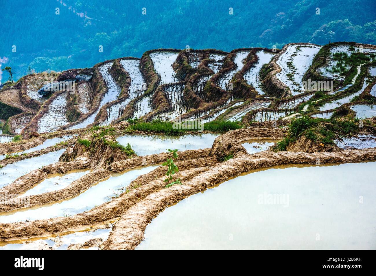 Colorful terraced fields scenery in spring Stock Photo - Alamy