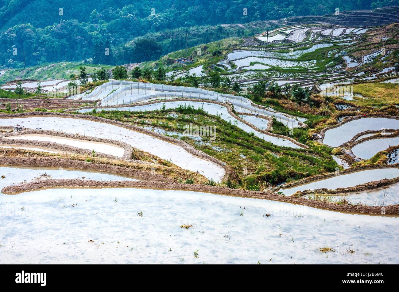 Colorful terraced fields scenery in spring Stock Photo - Alamy