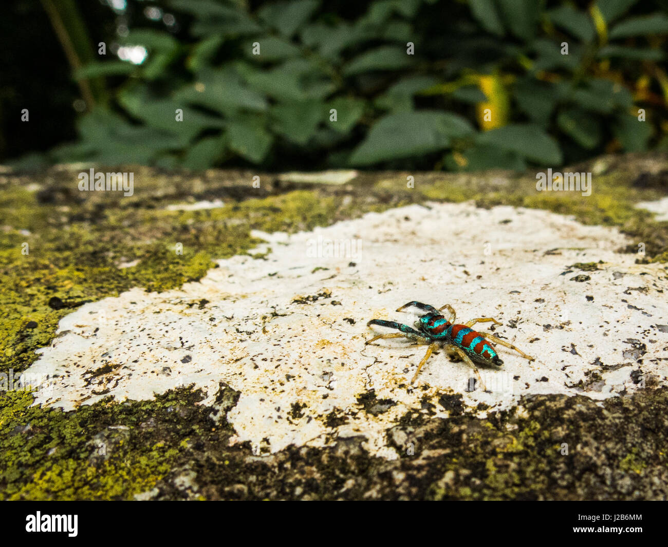 Peacock jumping spider hi-res stock photography and images - Alamy