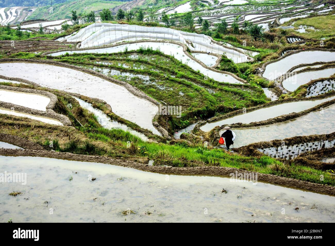Colorful terraced fields scenery in spring Stock Photo - Alamy
