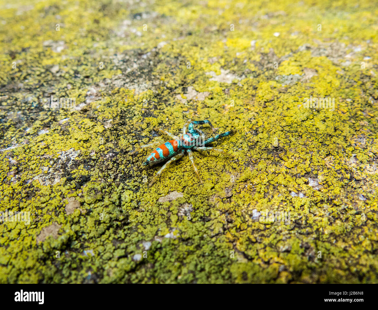 Peacock jumping spider hi-res stock photography and images - Alamy