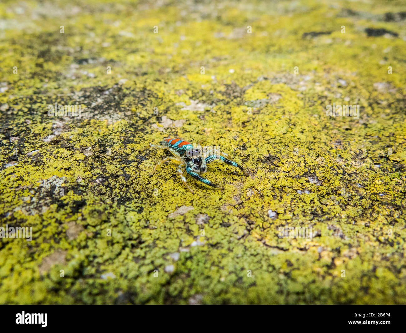Peacock jumping spider hi-res stock photography and images - Alamy
