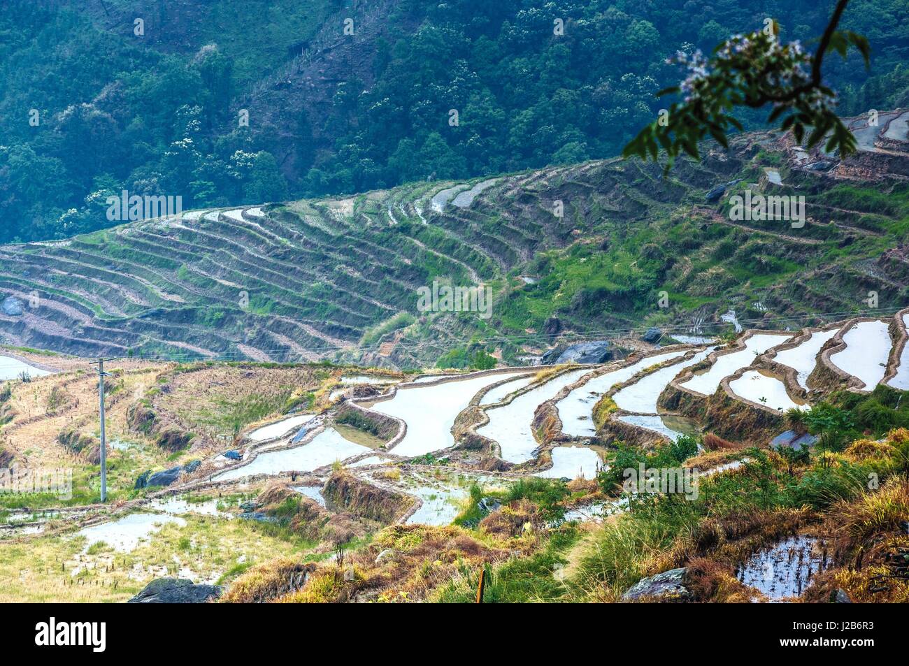 Colorful rice fields in hi-res stock photography and images - Alamy