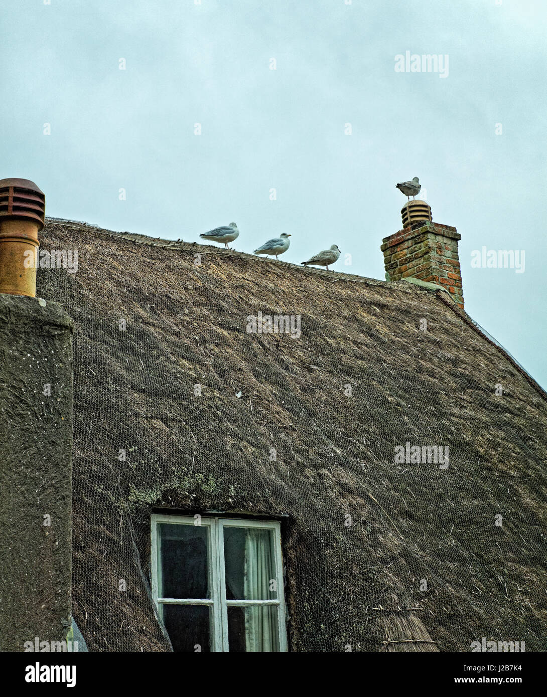 Gulls on traditional cornish cottage thatched roof hi-res stock ...