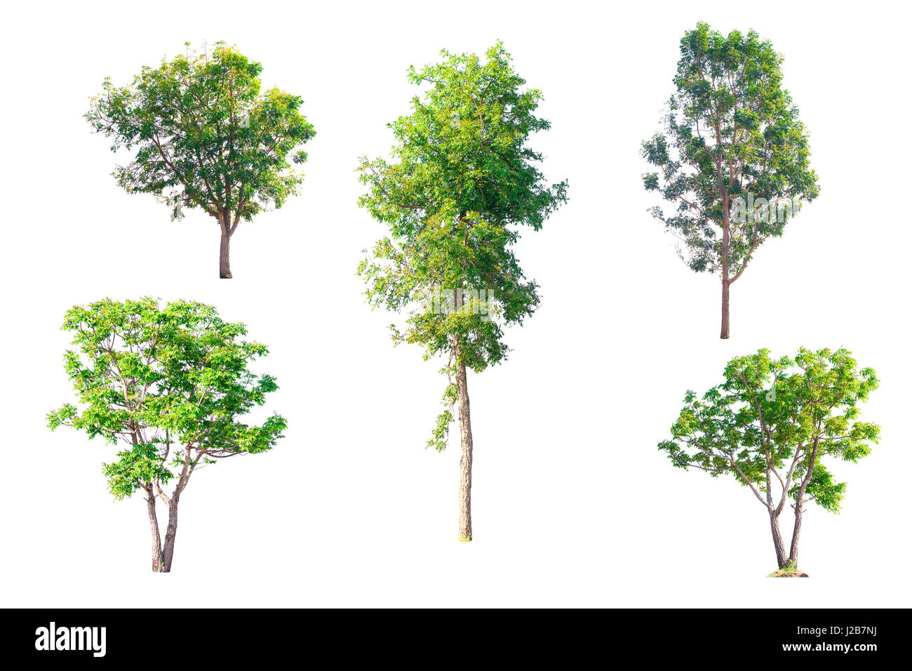 Total Group tree white background Stock Photo - Alamy