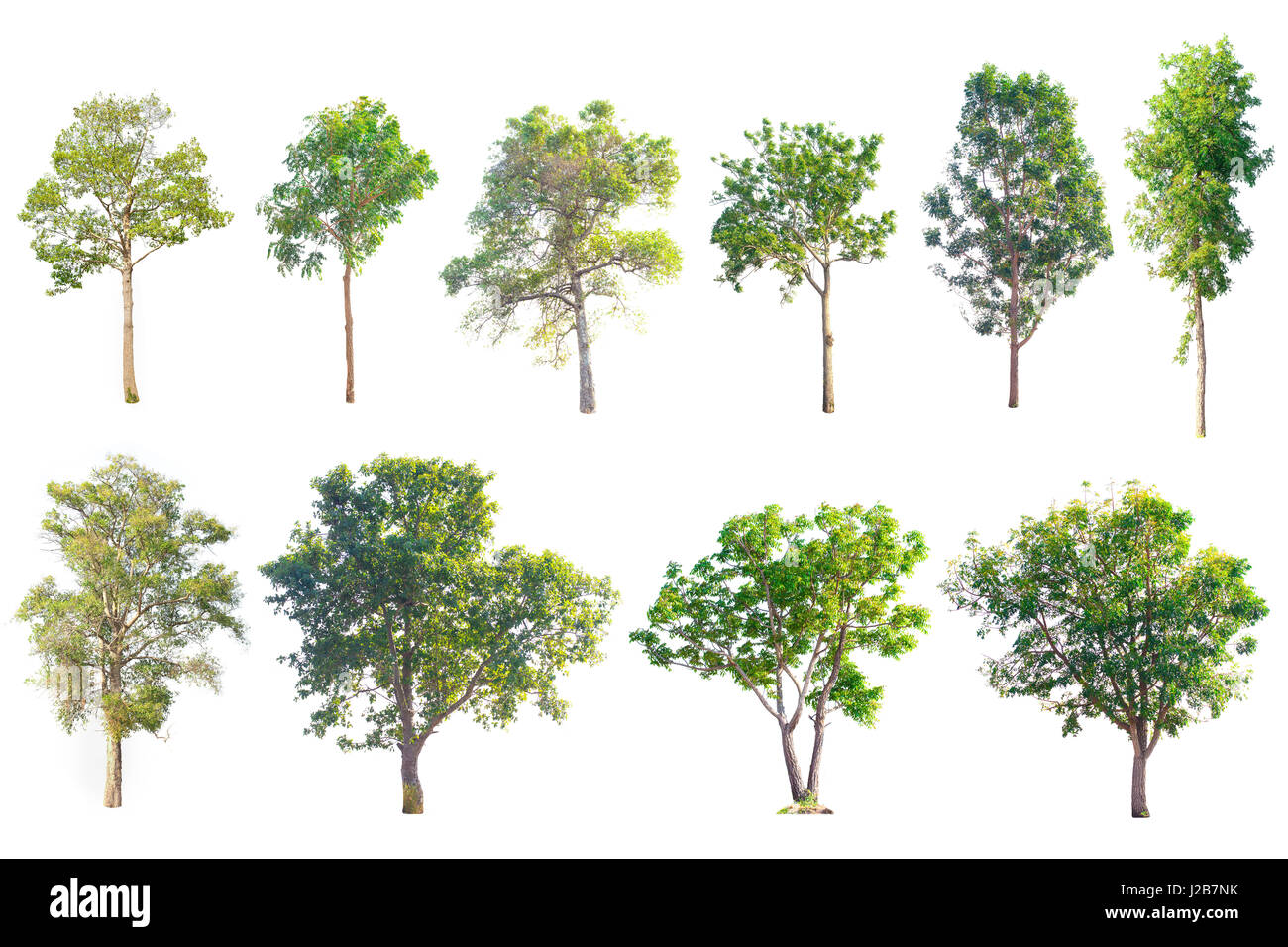 Total Group tree white background Stock Photo - Alamy