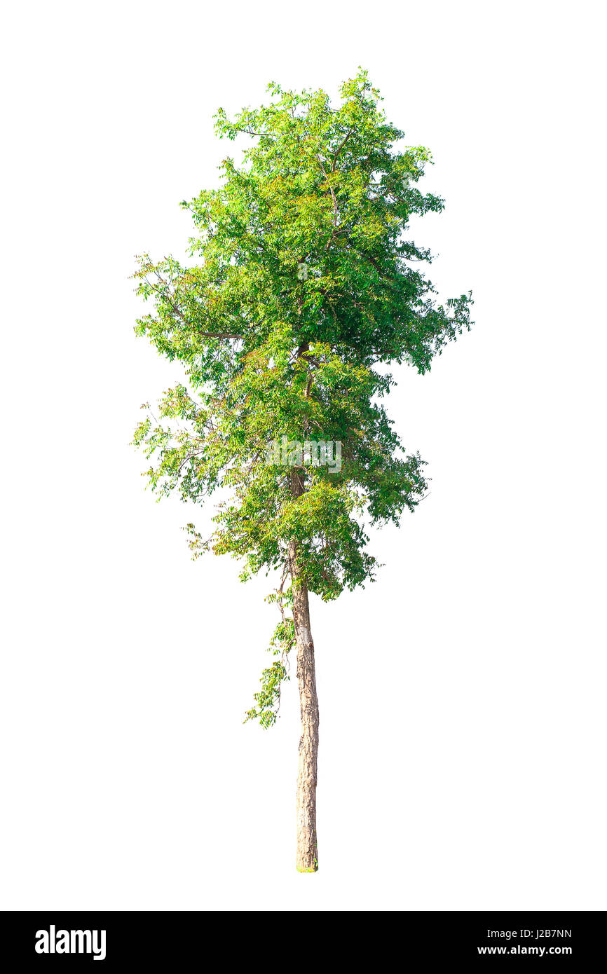 Tree isolated on white background Stock Photo - Alamy