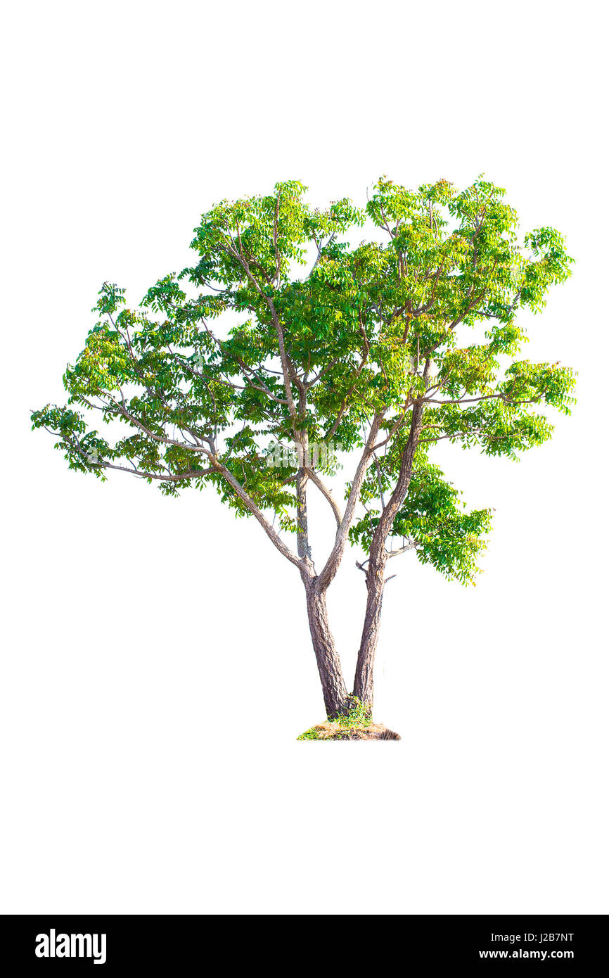 Tree isolated on white background Stock Photo - Alamy