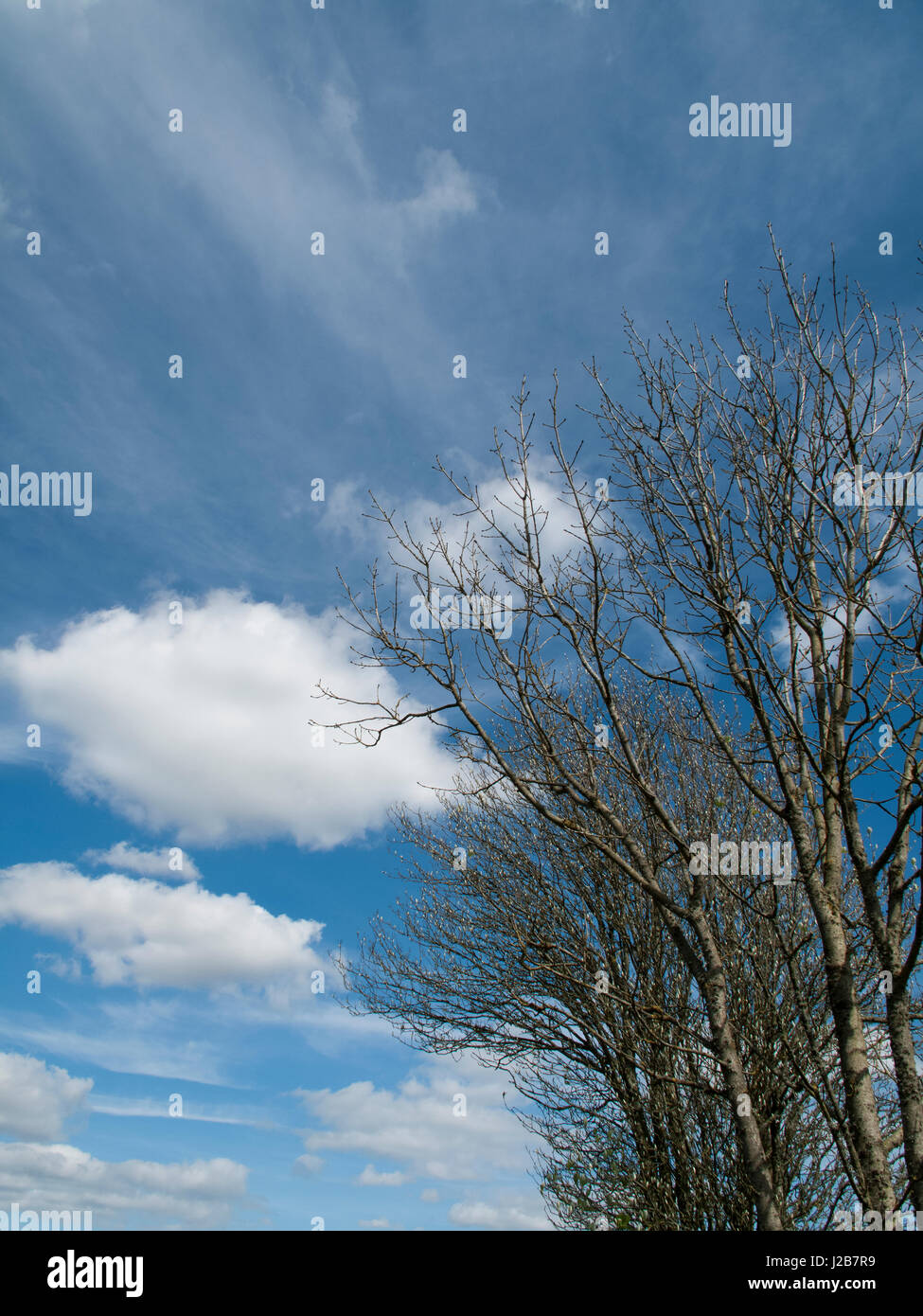 Springtime tree against a blue sky and white cloud formation with copy ...