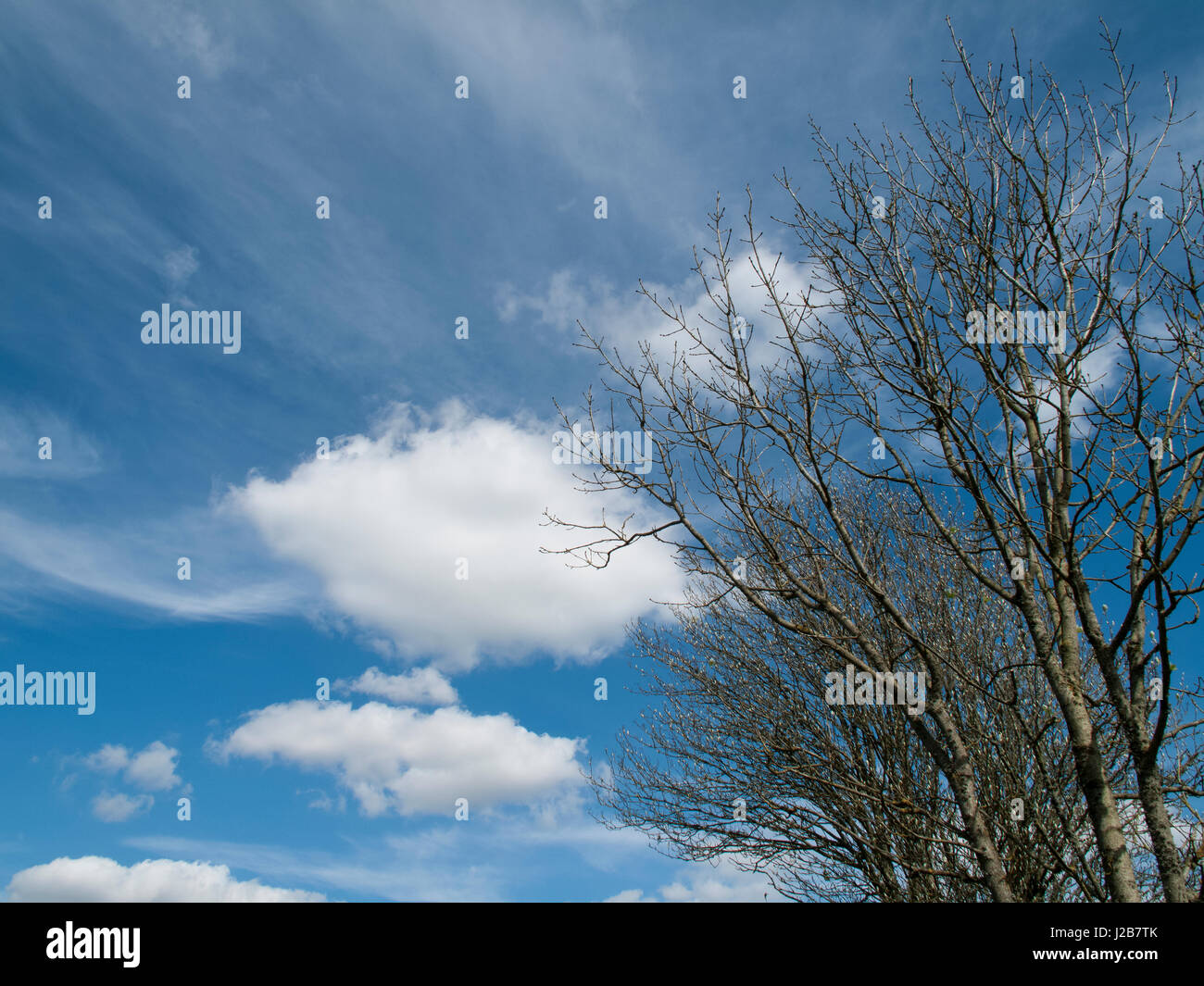 Springtime tree against a blue sky and white cloud formation with copy ...