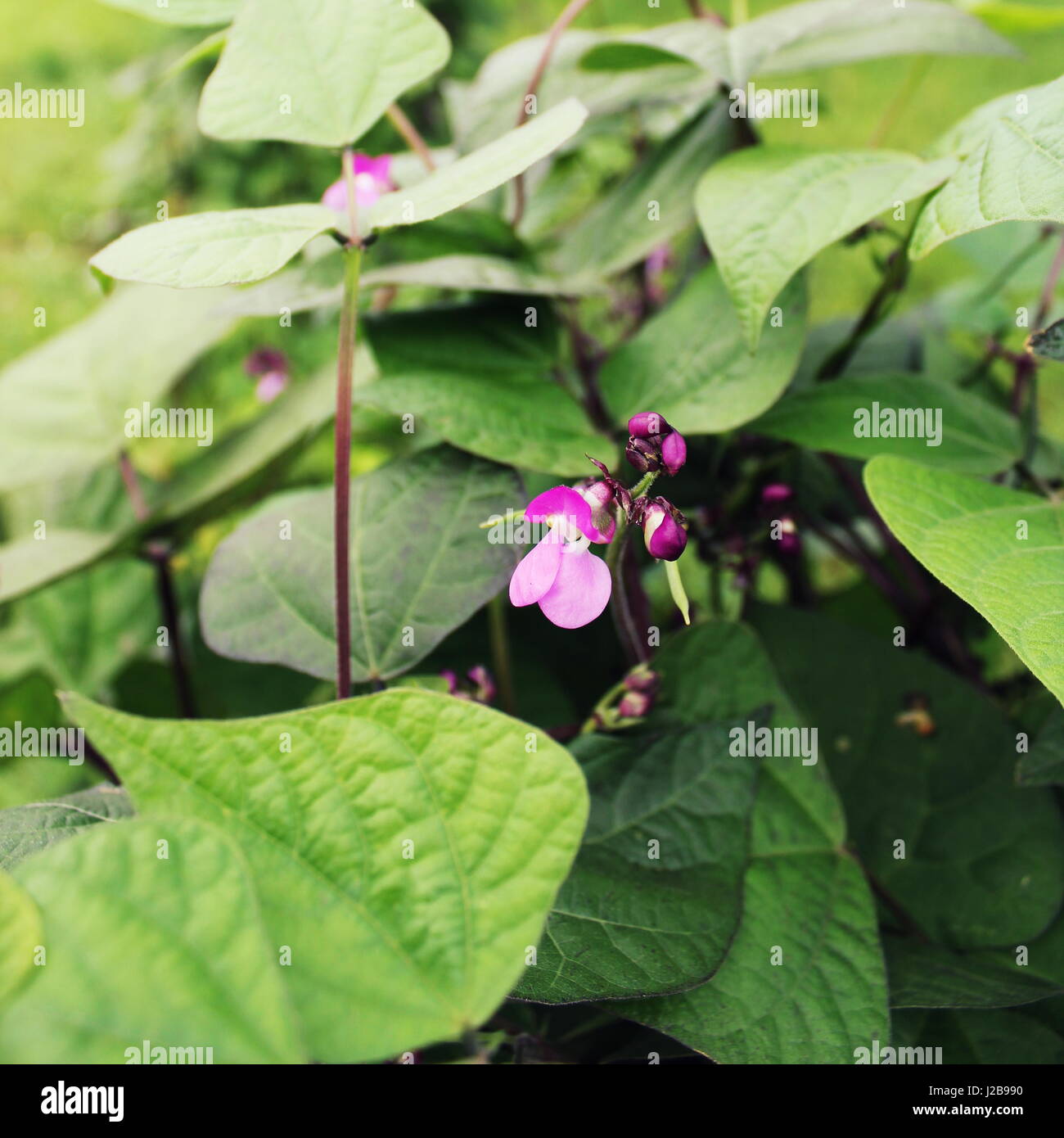 Runner Bean Plant with flower in a Vegetable garden Stock Photo - Alamy