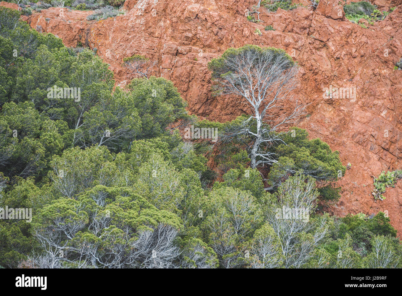 Le Dramont red rocks in the southern part of France. (Photo by ...