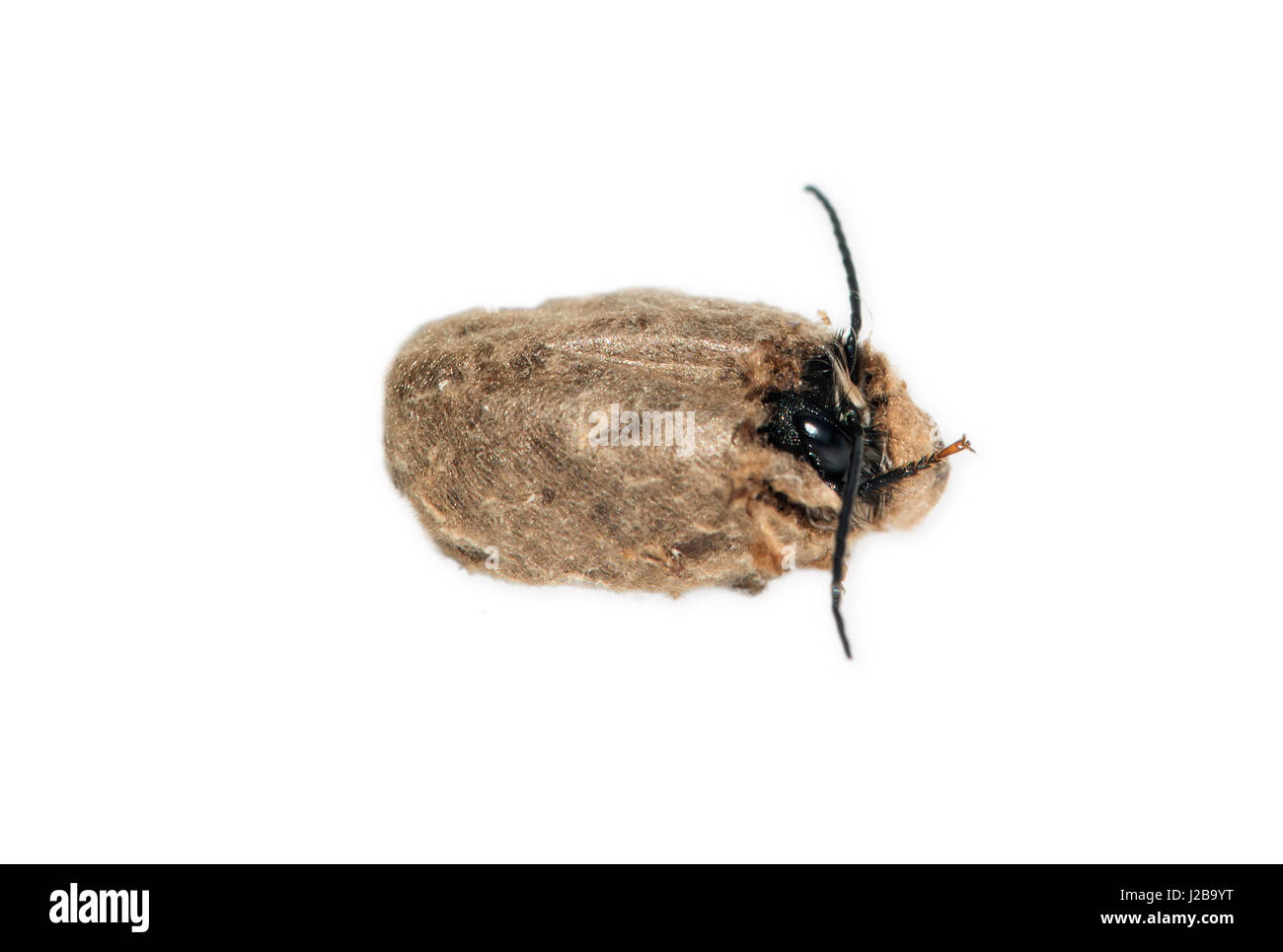 Hatching of a mason bee (Osmia cornuta), Switzerland Stock Photo - Alamy
