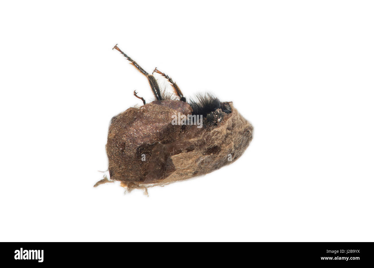 Mason bees hi-res stock photography and images - Alamy