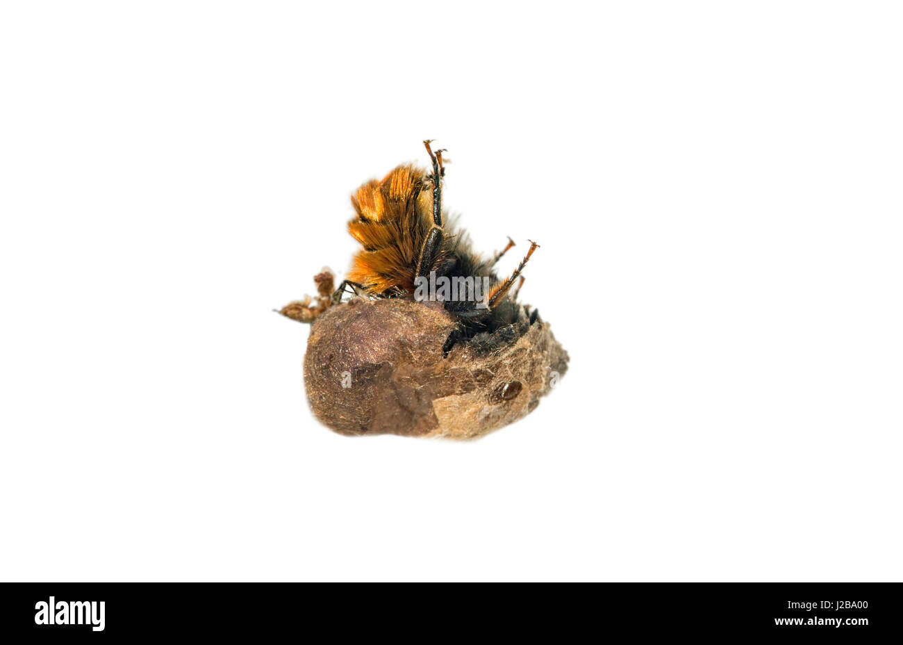 Hatching insects hi-res stock photography and images - Alamy