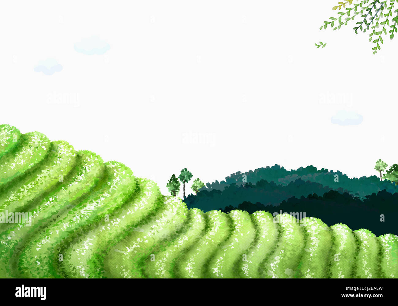 Korean landmark, Green Tea Farm in Boseong-gun Stock Photo - Alamy