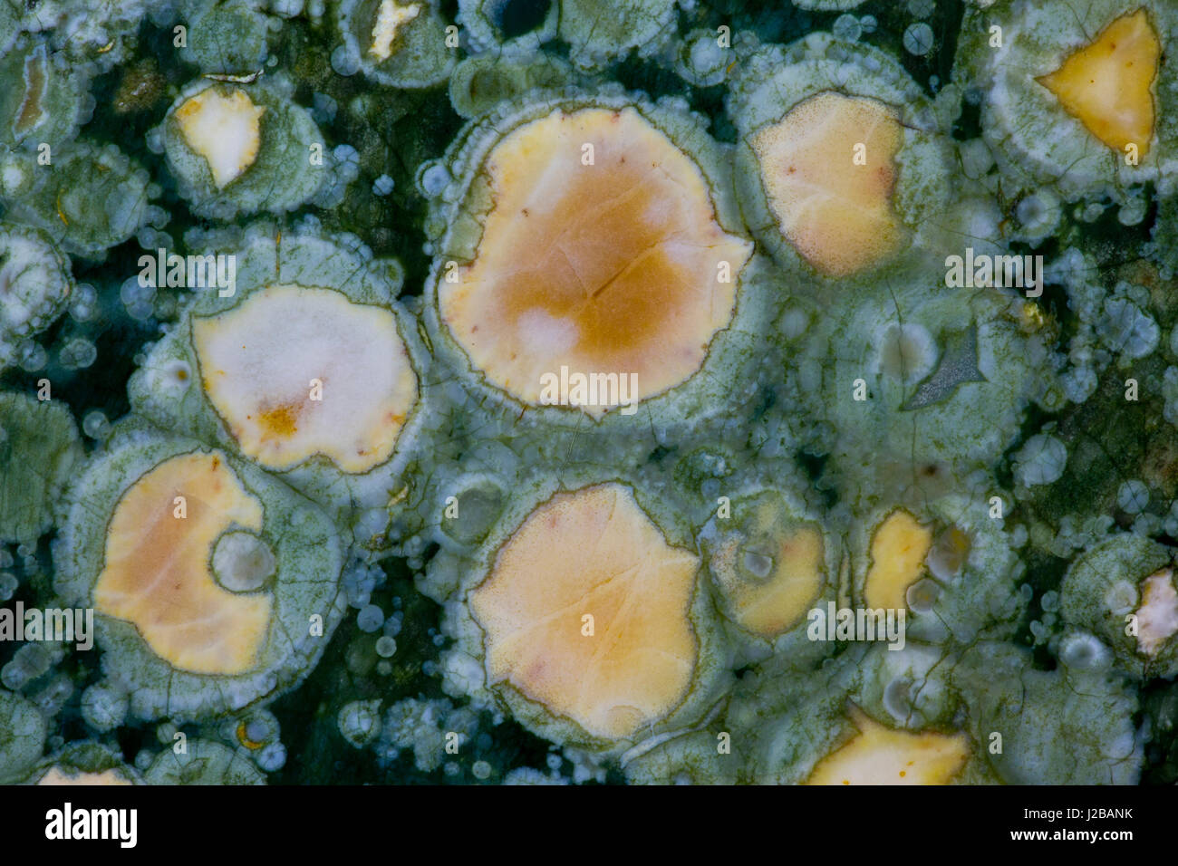 Ocean Jasper from Madagascar Stock Photo - Alamy