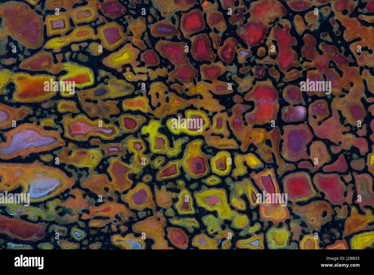 Colorful Petrified Dinosaur Bone Stock Photo - Alamy