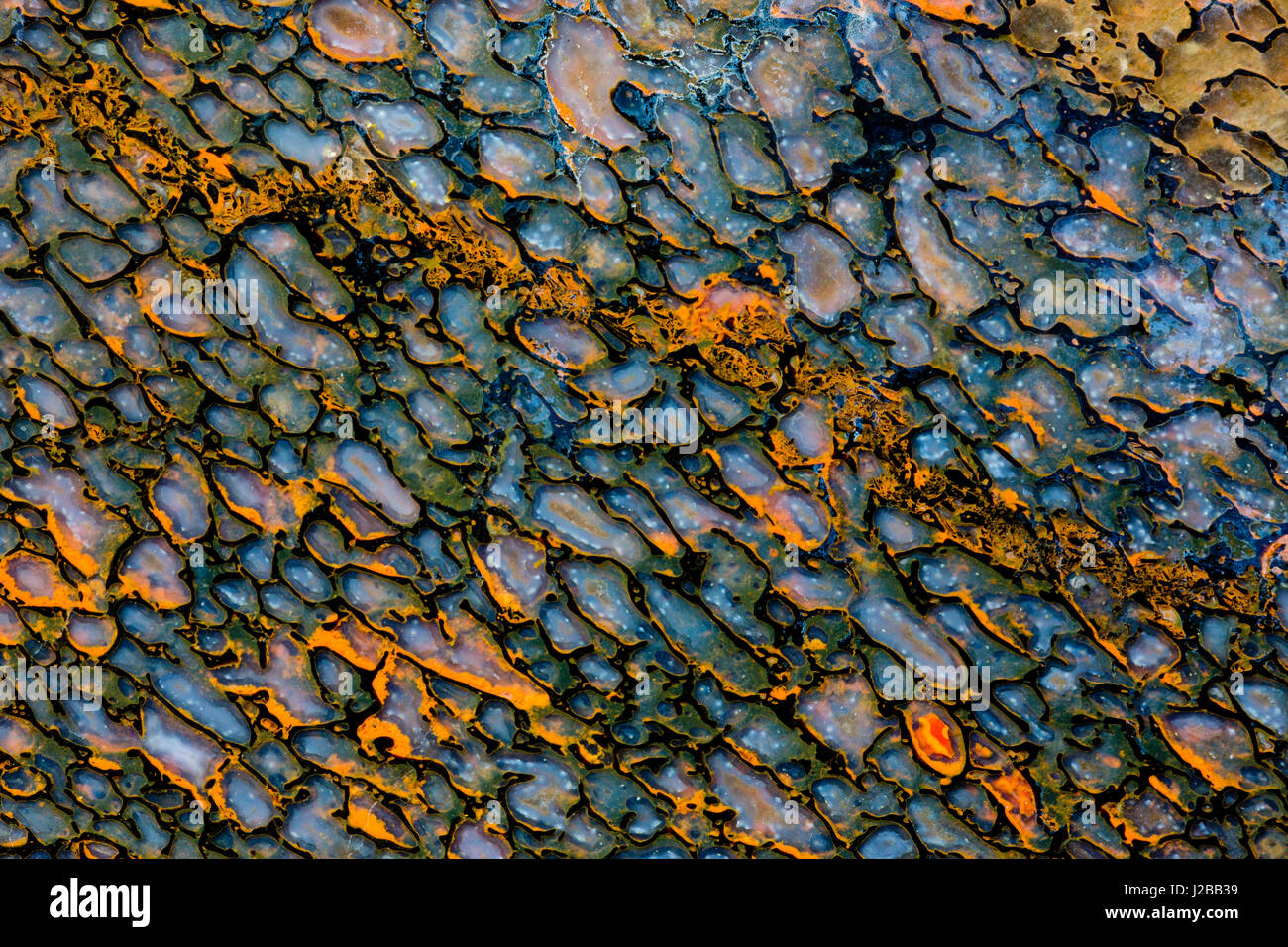 Colorful Petrified Dinosaur Bone Stock Photo - Alamy