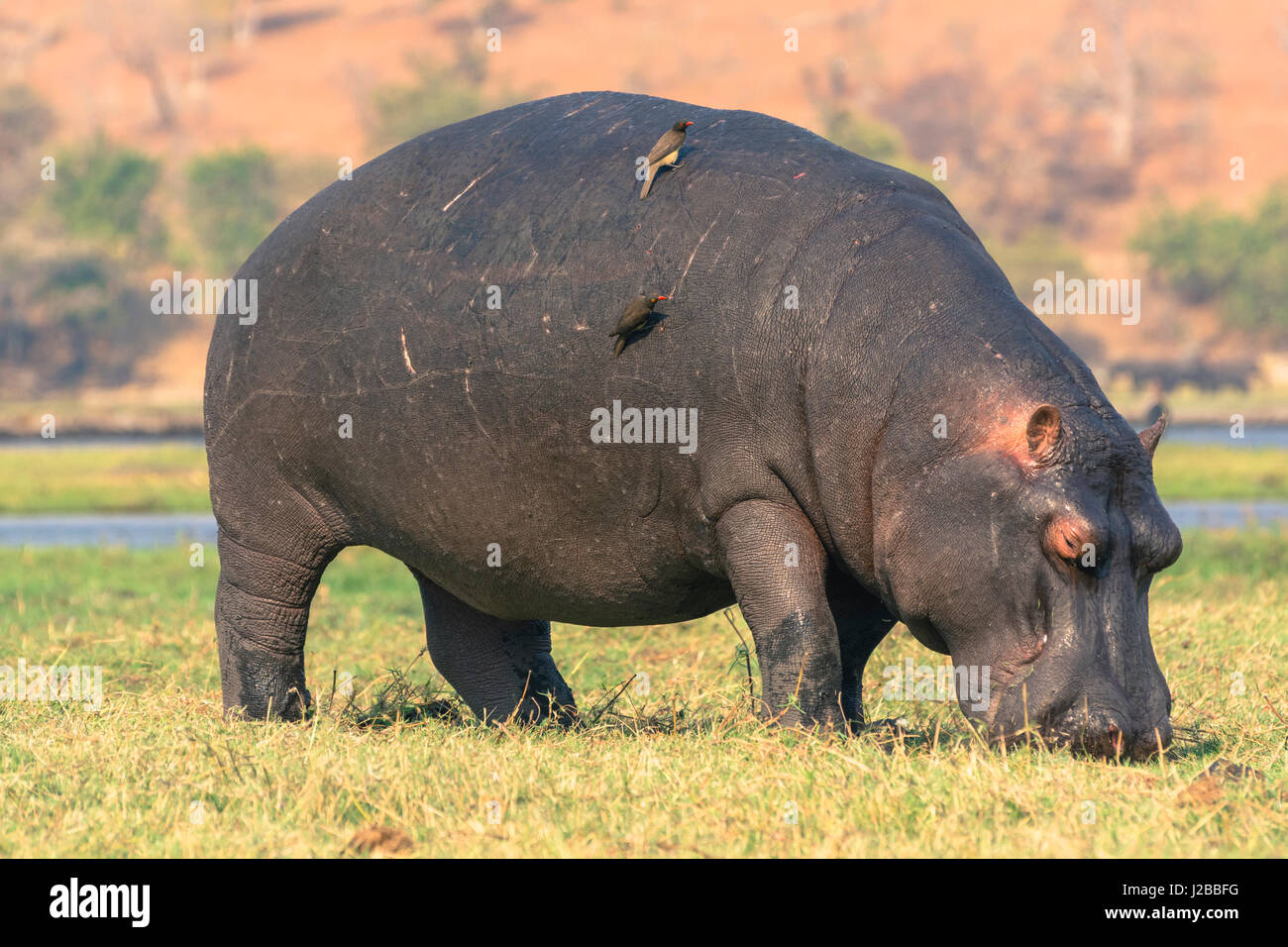 Hippopotamus hippo feet hippopotamus amphibius hi-res stock photography ...
