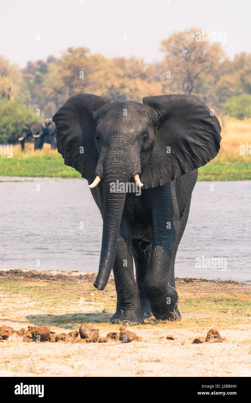 Botswana. Okavango Delta. Khwai concession. Elephant (Loxodonta ...