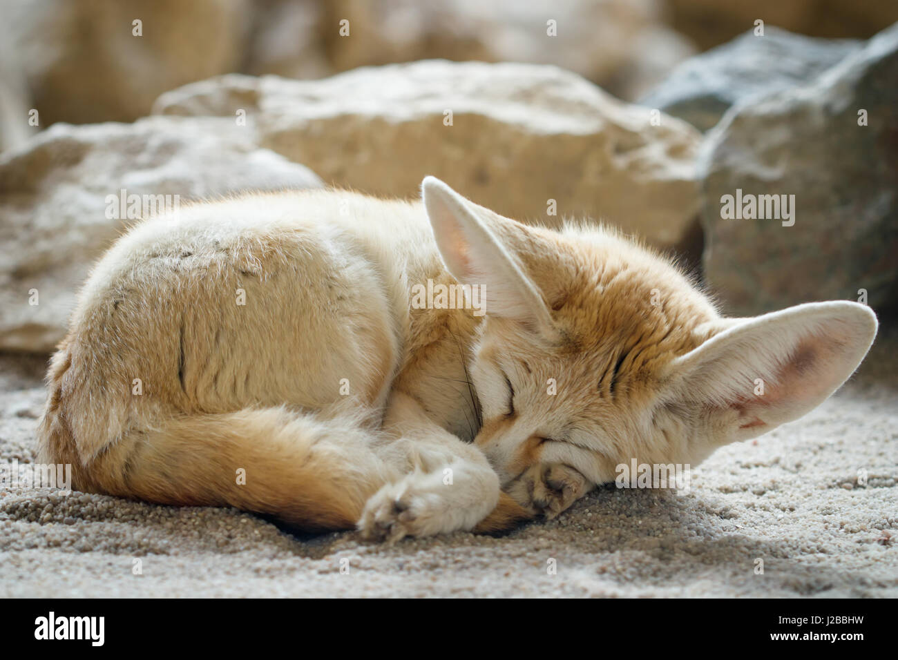 Close-up of a sleeping Fennec fox (Vulpes zerda Stock Photo - Alamy
