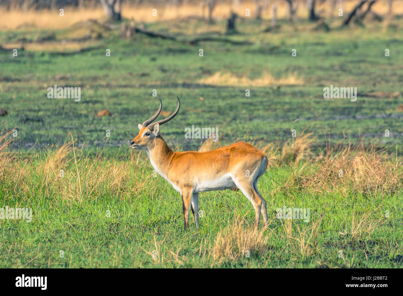 Botswana. Okavango Delta. Khwai concession. Red lechwe (Kobus leche ...