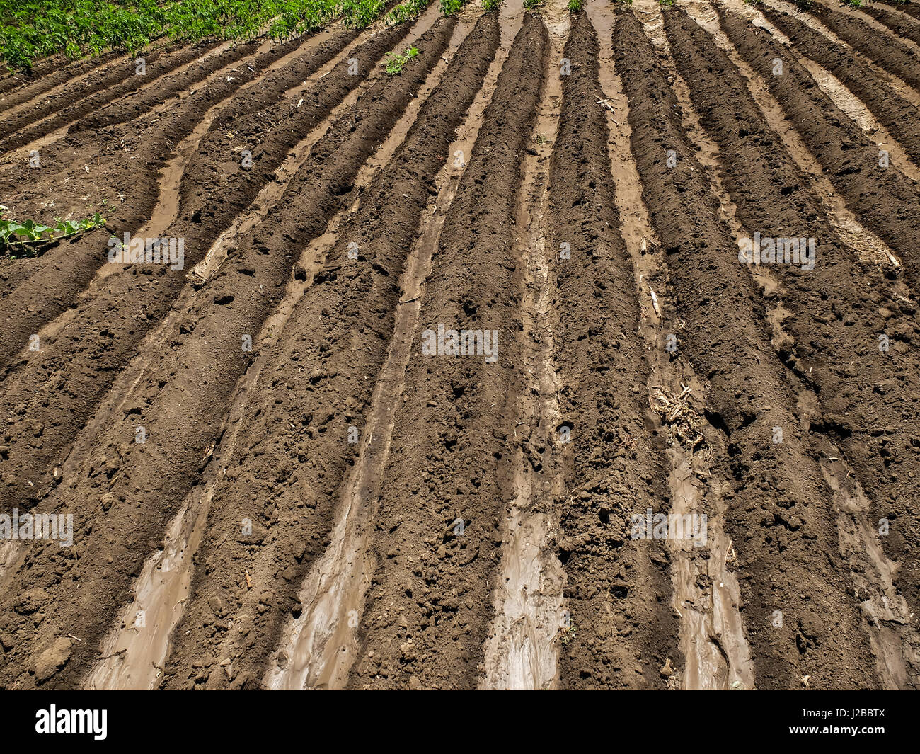 Long furrows hi-res stock photography and images - Alamy