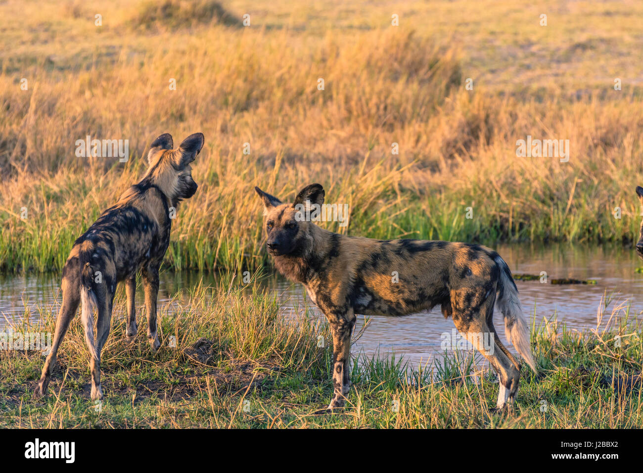 Botswana. Okavango Delta. Khwai concession. Pack of African wild dogs ...