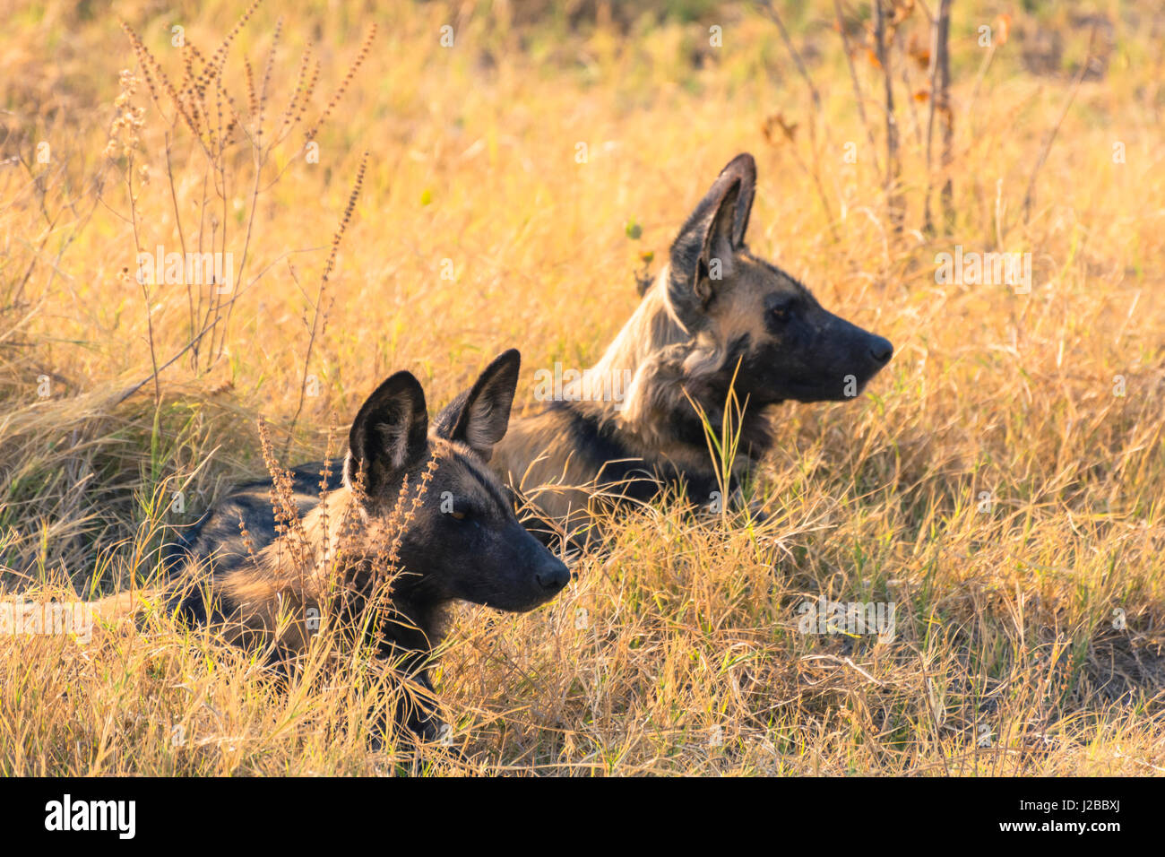 Botswana. Okavango Delta. Khwai concession. Pack of African wild dogs ...