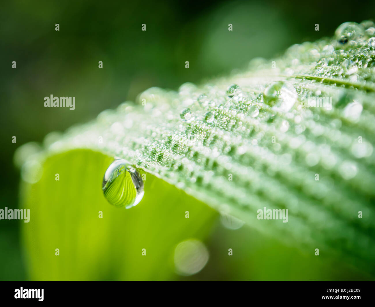 Extreme close up dew drops hi-res stock photography and images - Alamy