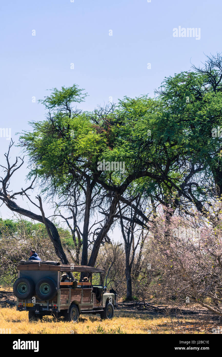 Botswana. Okavango Delta. Khwai concession. Safari vehicle on the ...