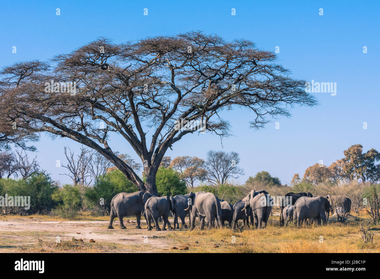 Botswana. Okavango Delta. Khwai concession. Breeding herd of elephants ...