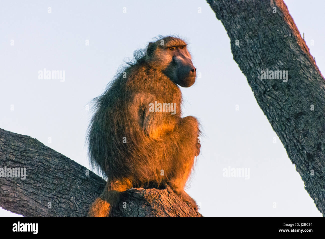 Botswana. Okavango Delta. Khwai concession. Chacma baboon (Papio ...
