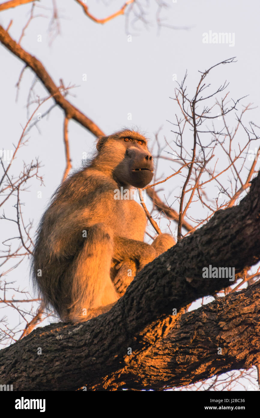 Botswana. Okavango Delta. Khwai concession. Chacma baboon (Papio ...