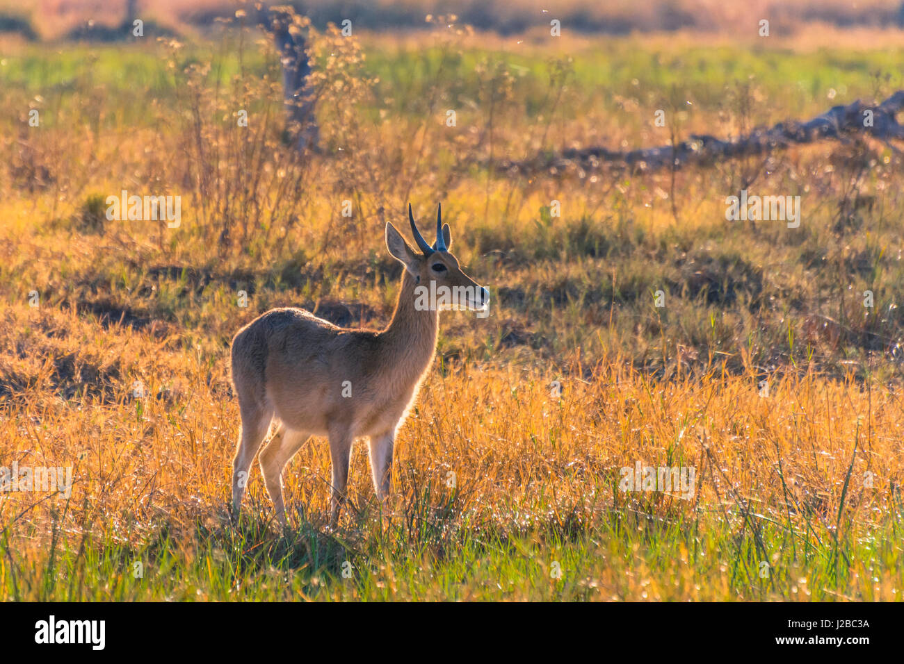 Botswana. Okavango Delta. Khwai concession. Reedbuck (Redunca arundinum ...