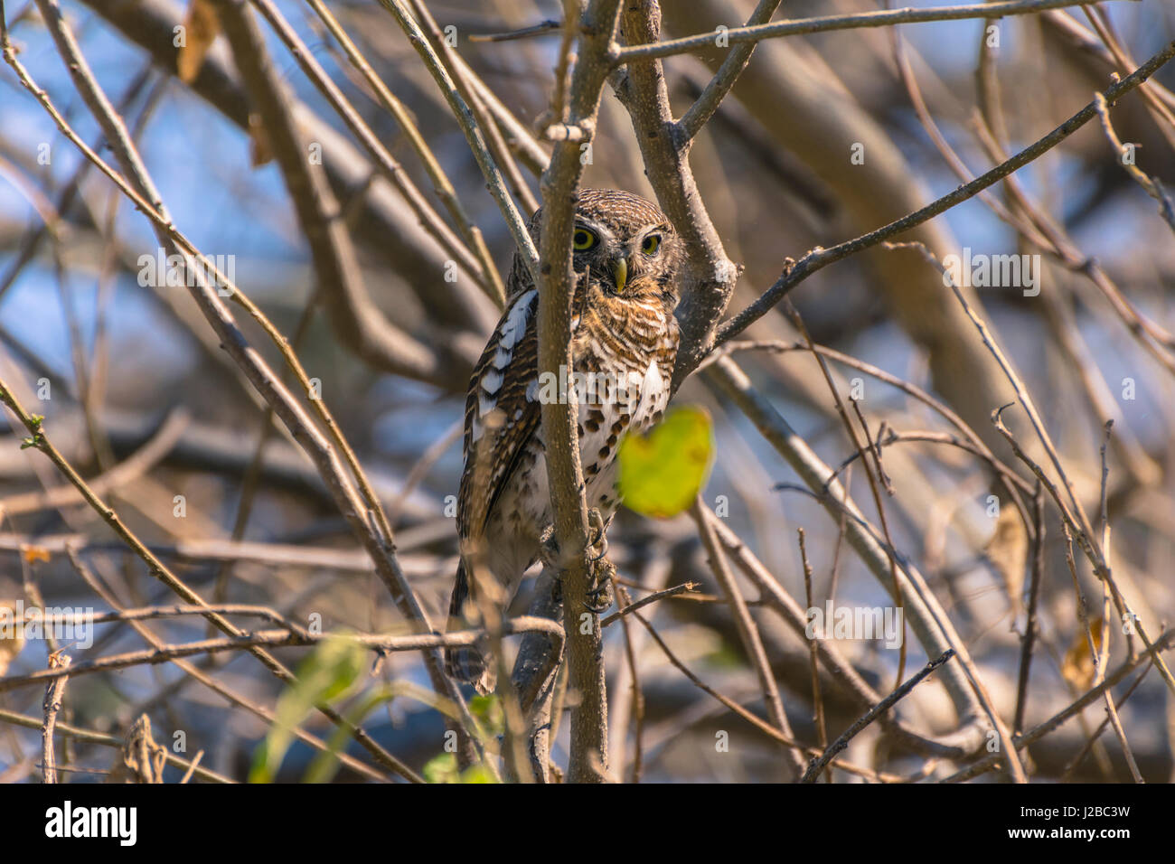 Botswana. Okavango Delta. Khwai concession. African barred owlet ...