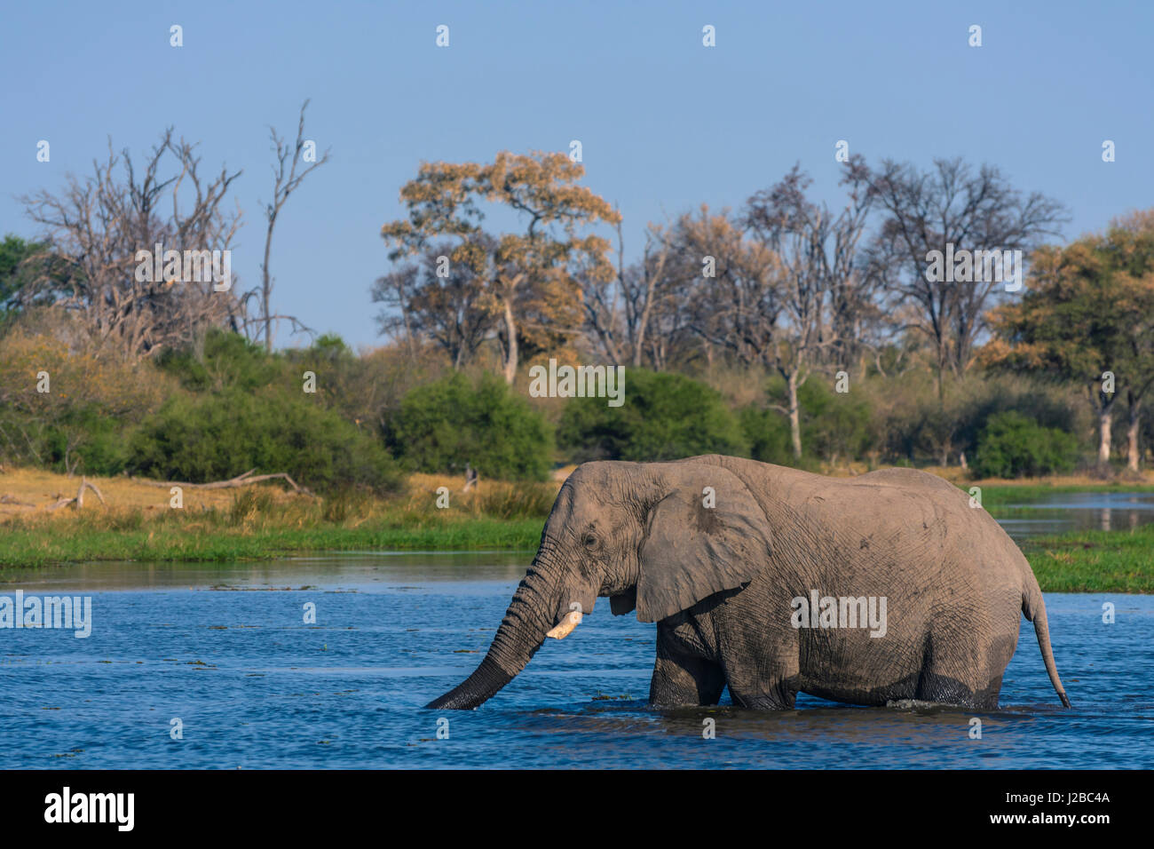 Botswana. Okavango Delta. Khwai concession. Elephant (Loxodonta ...