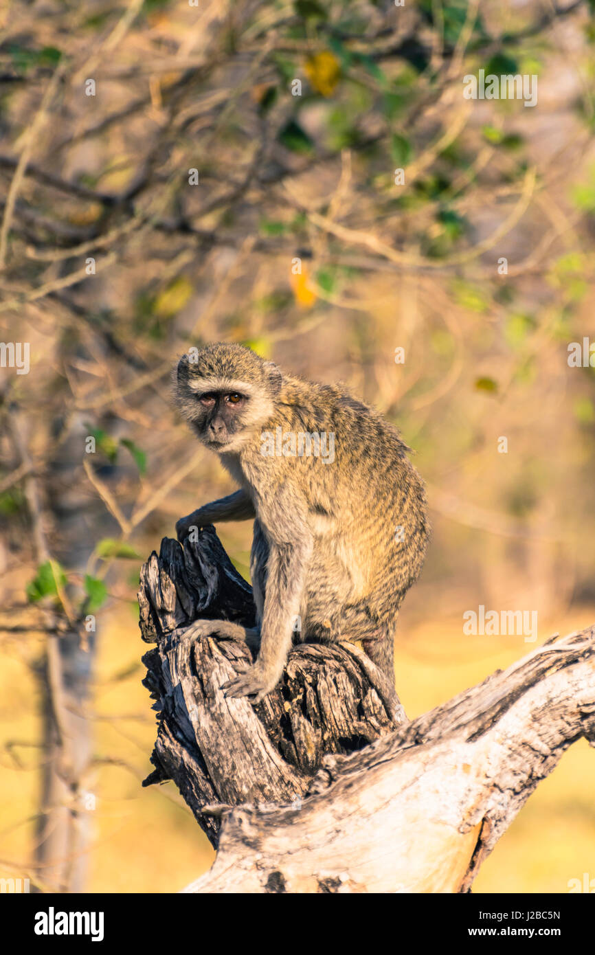 Botswana. Chobe National Park. Vervet monkey (Chlorocebus pygerythrus ...