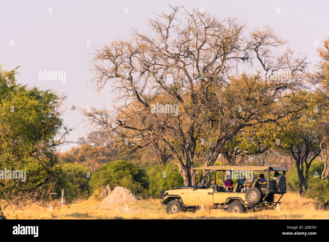 Botswana. Okavango Delta. Khwai concession. Safari vehicle and ironwood ...